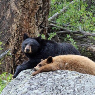 24/7 Bear Spray Rentals | Bear Spray Shack